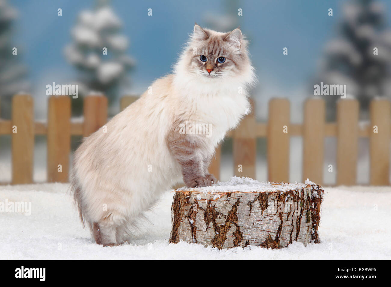 Neva Masquarade, blue-silver-tabby-point / Siberian Forest Cat ...