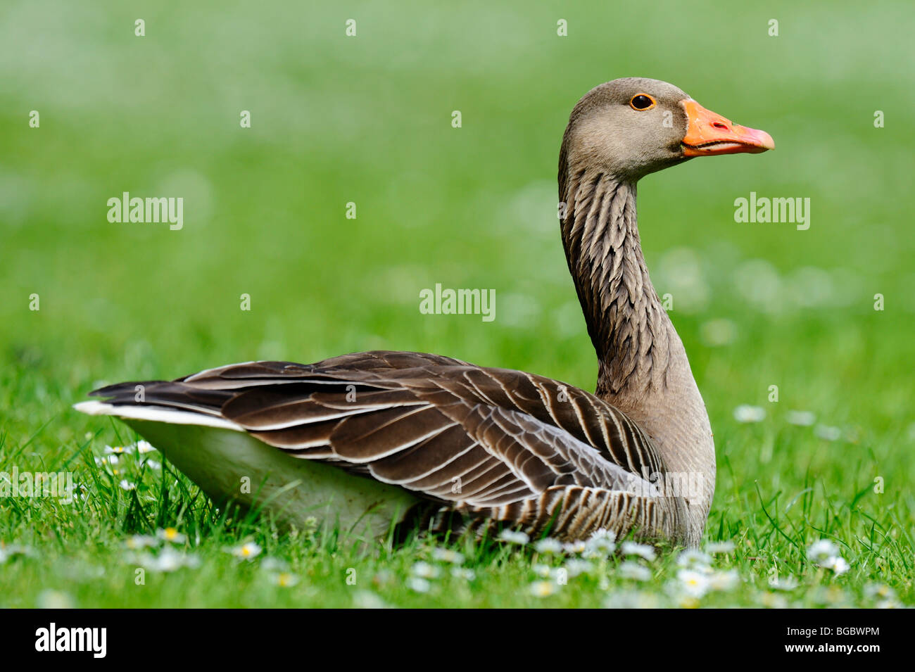 Anser ein anser hi-res stock photography and images - Alamy