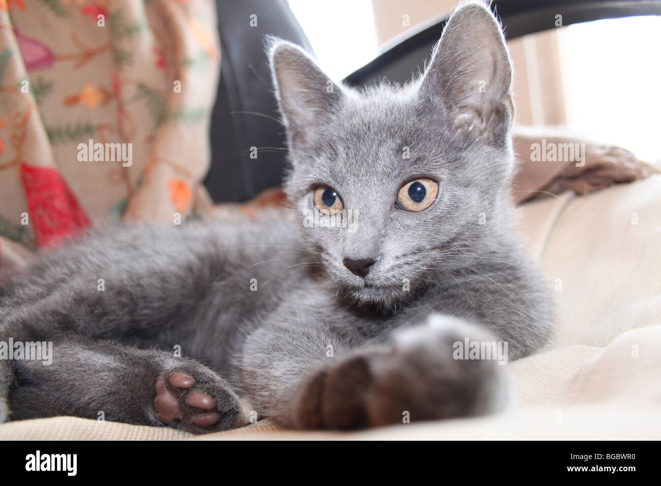 Grey kitten sitting on a chair Stock Photo - Alamy