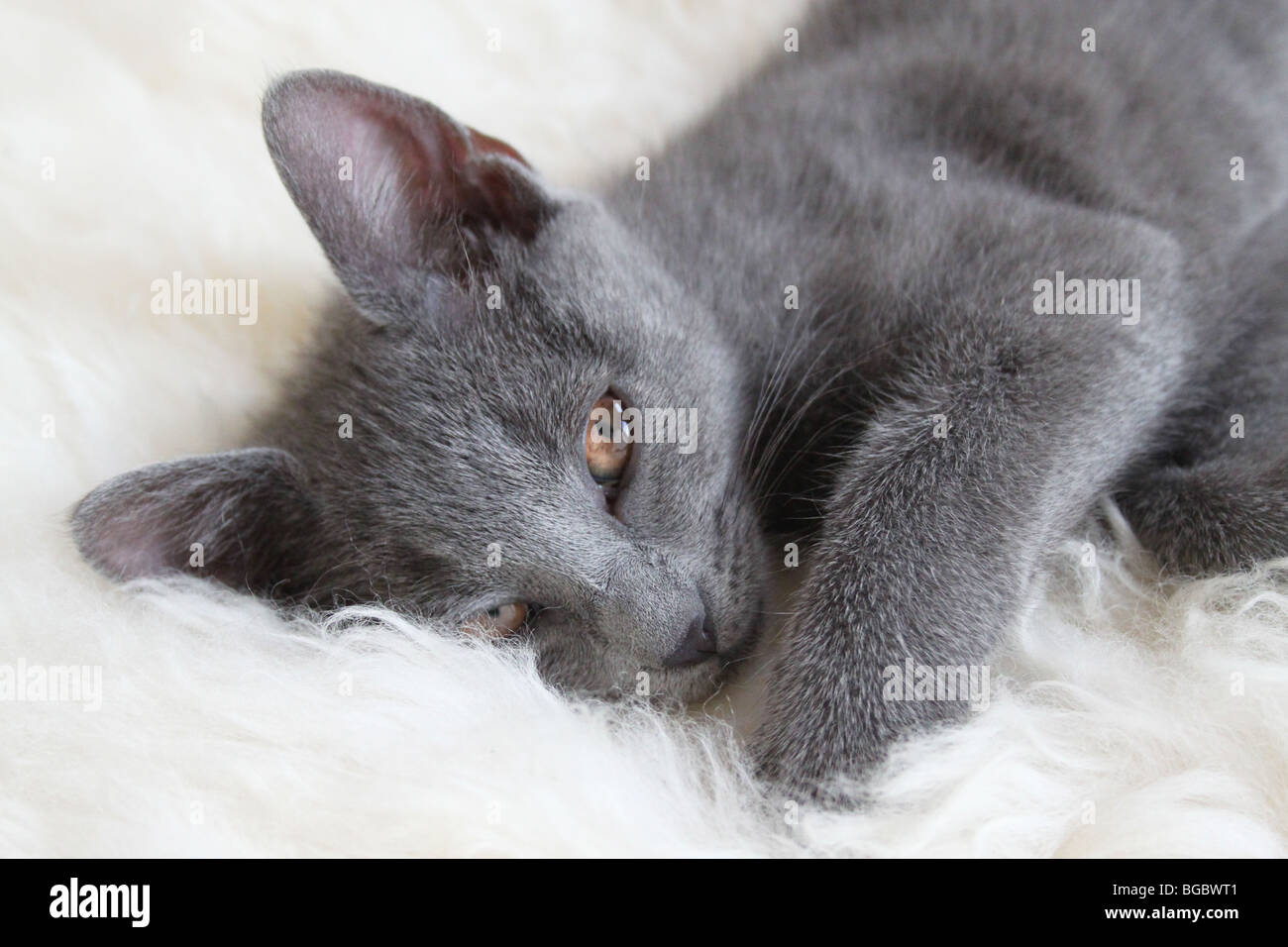 Lying On Sheepskin Rug High Resolution Stock Photography and Images - Alamy