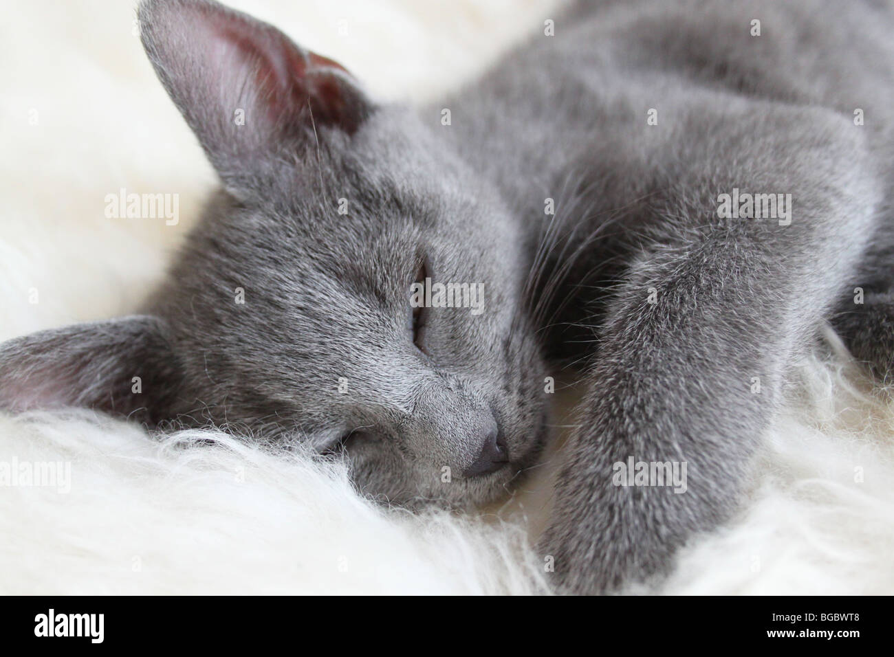 Sheepskin rug hi-res stock photography and images - Alamy