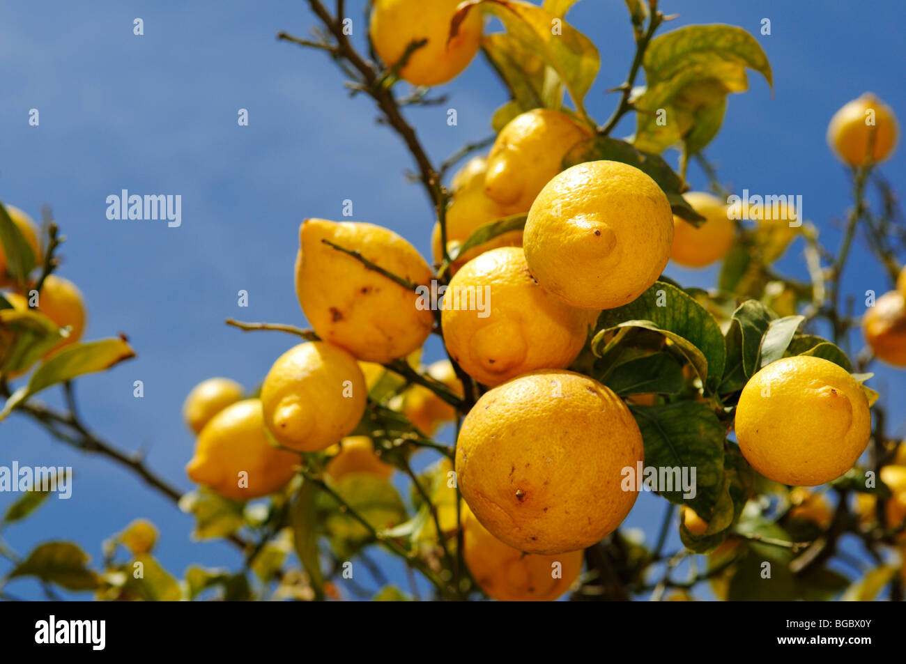 Lemon tree, Ibiza, Pine Islands, Balearic Islands, Spain, Europe Stock ...