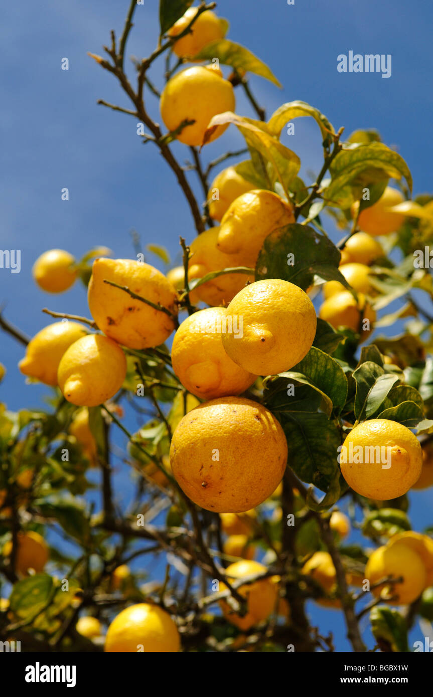 Lemon tree, Ibiza, Pine Islands, Balearic Islands, Spain, Europe Stock ...