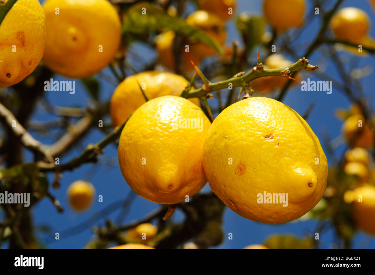 Pine trees ibiza hi-res stock photography and images - Alamy