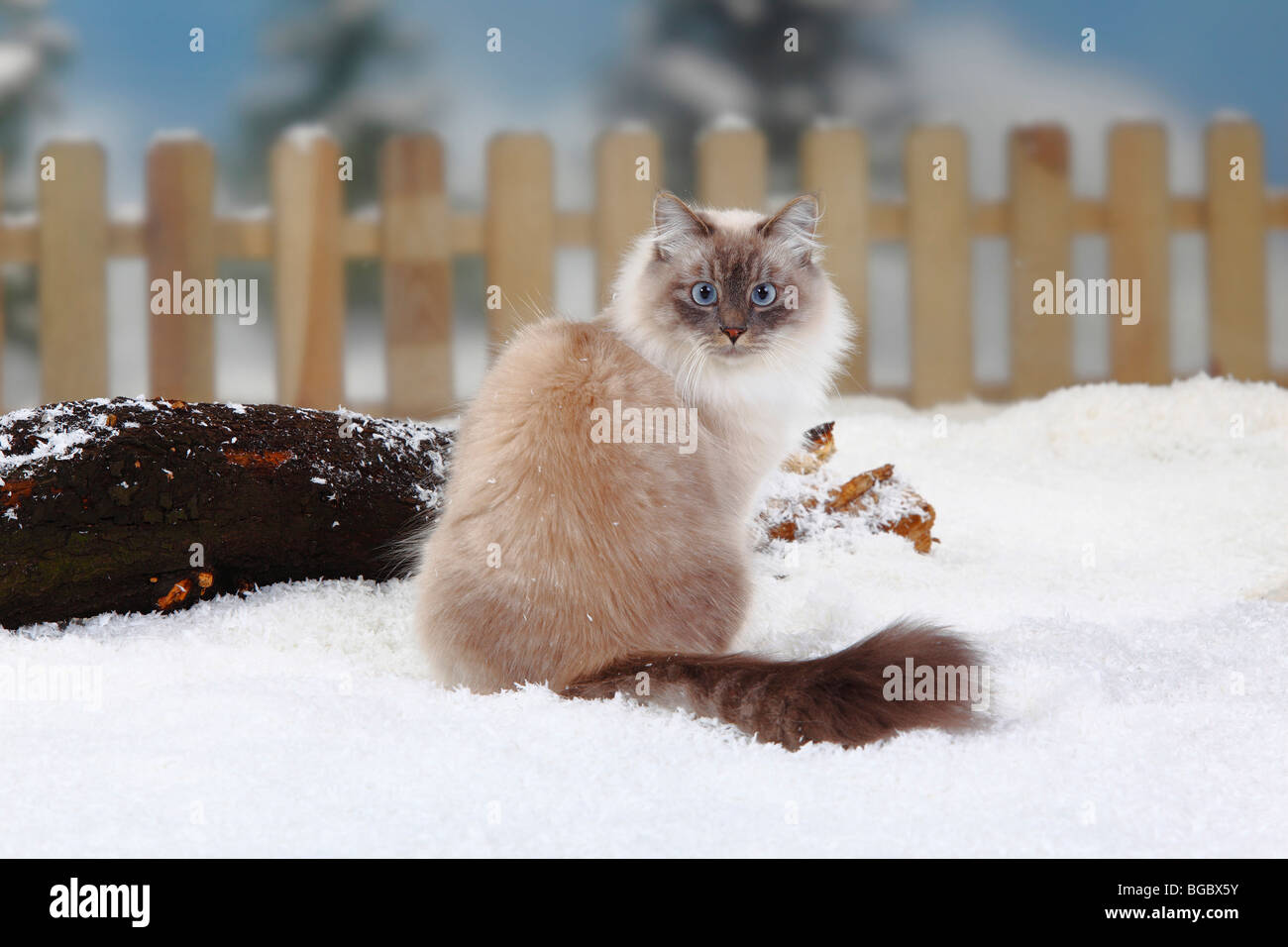 Neva Masquarade, blue-tabby-point-white / Siberian Forest Cat, Siberian ...