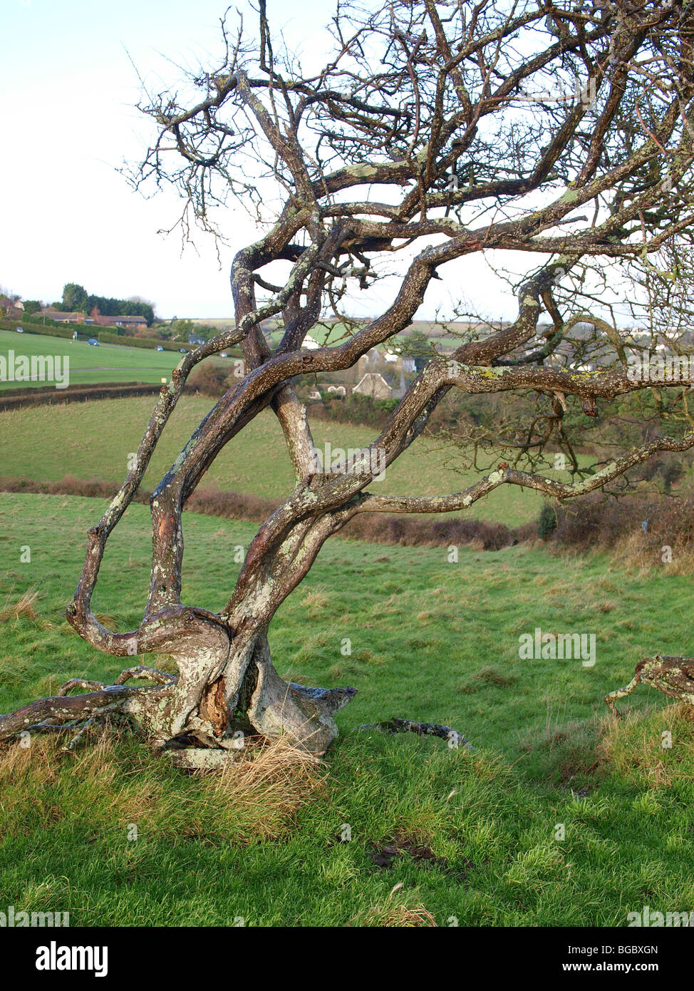 Wind weathered coastal tree Stock Photo - Alamy
