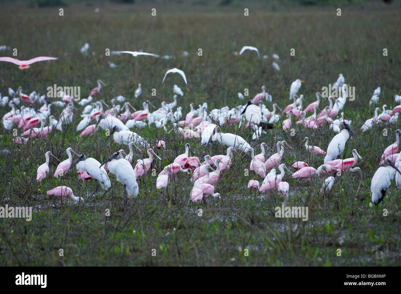 Roseate spoonbill group hi-res stock photography and images - Alamy