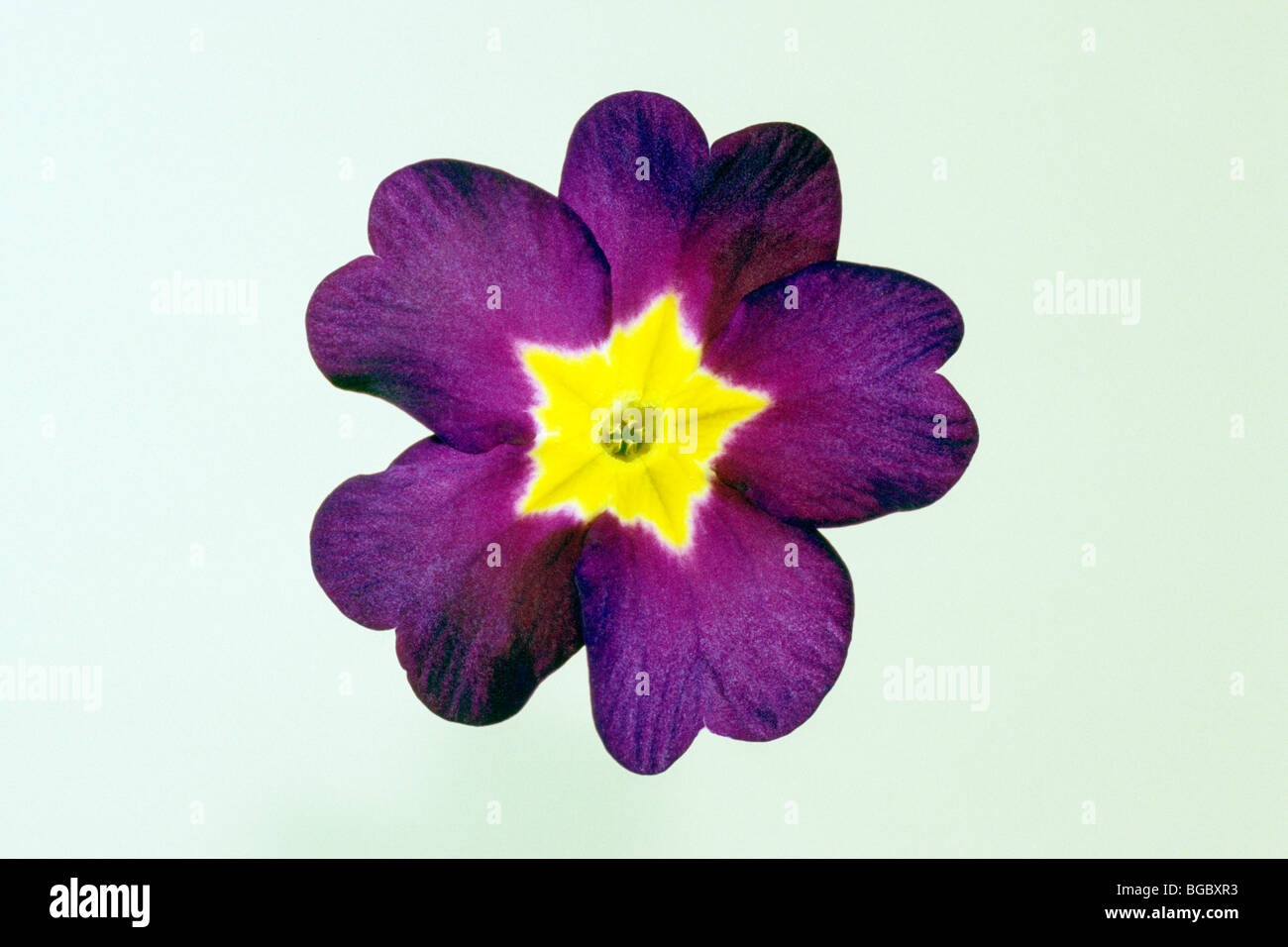 Garden Primrose (Primula acaulis-Hybrid, Primula vulgaris-Hybrid), blue ...