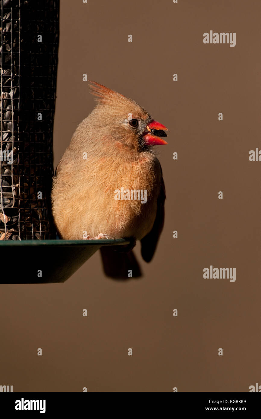 Female Northern Cardinal sitting on seed feeder Stock Photo - Alamy