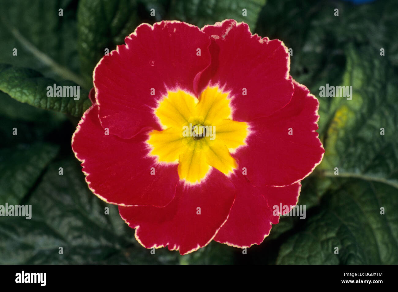 Garden Primrose (Primula acaulis-Hybrid, Primula vulgaris-Hybrid), red ...