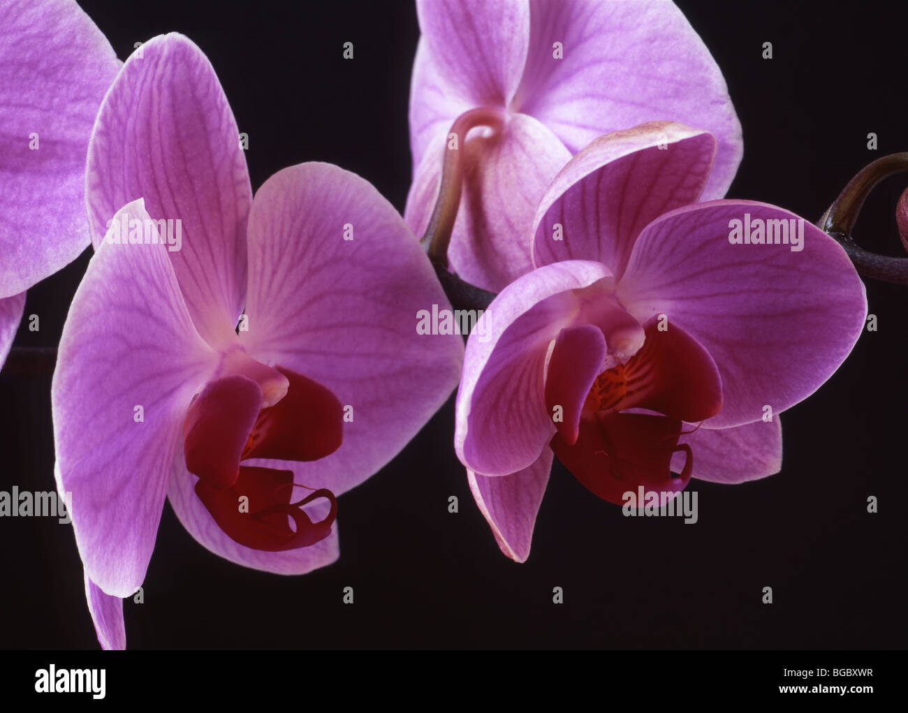 Pink Orchids, UK Stock Photo - Alamy