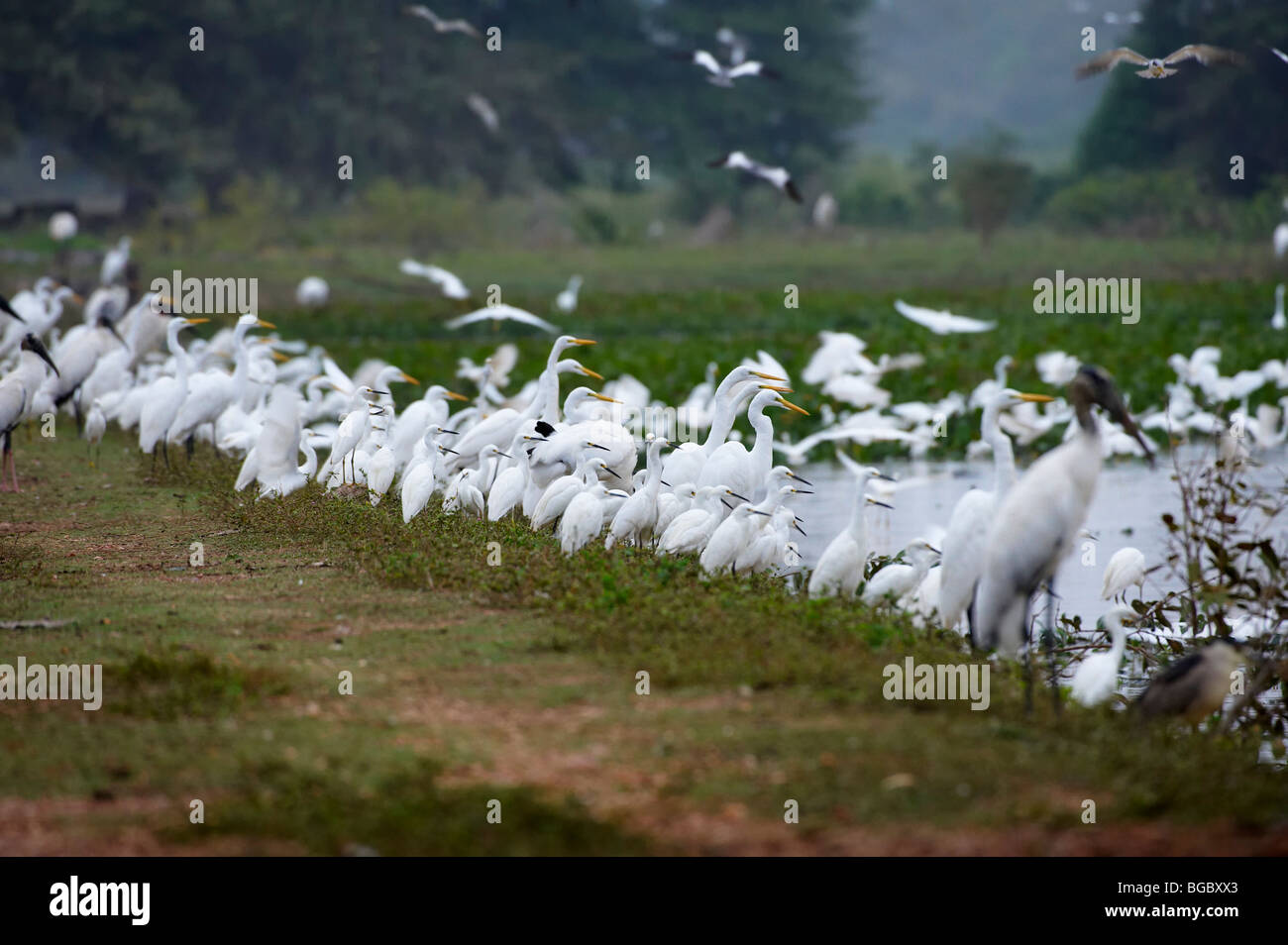 huge flock of Great White Egrets and Snowy Egrets standing at a pound ...