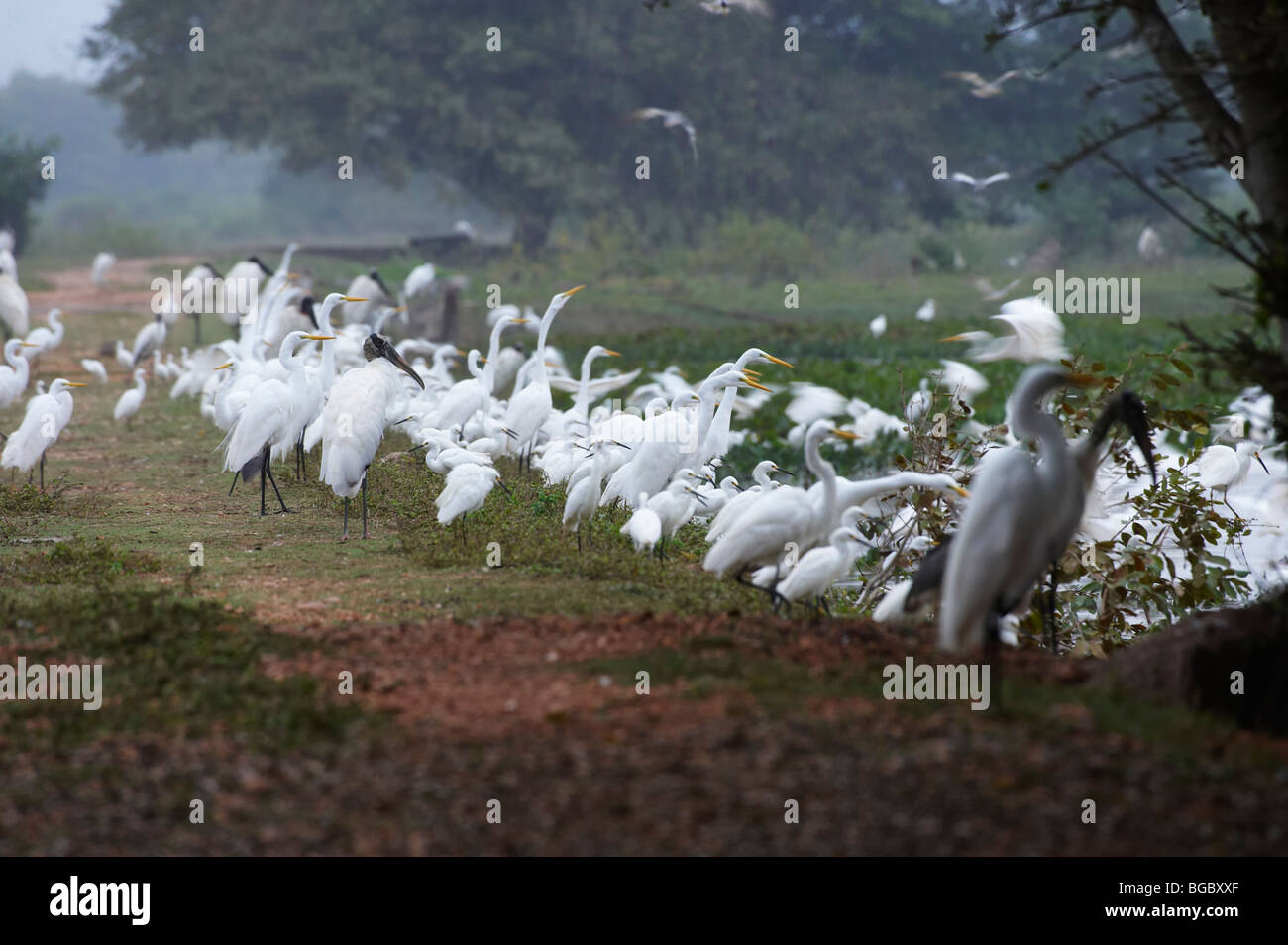 huge flock of Great White Egrets and Snowy Egrets standing at a pound ...