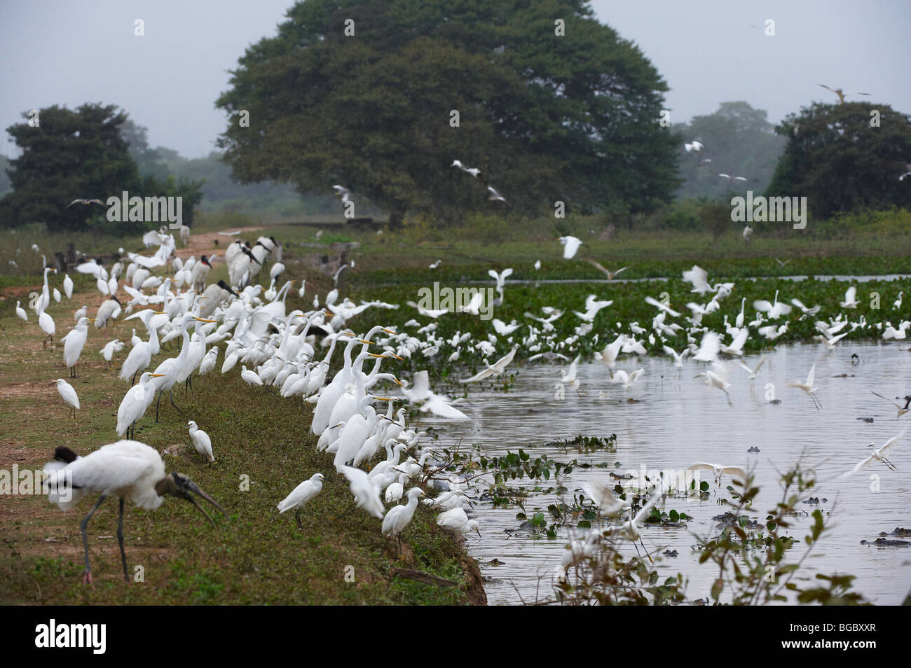 Snowy Egret Flock High Resolution Stock Photography and Images - Alamy