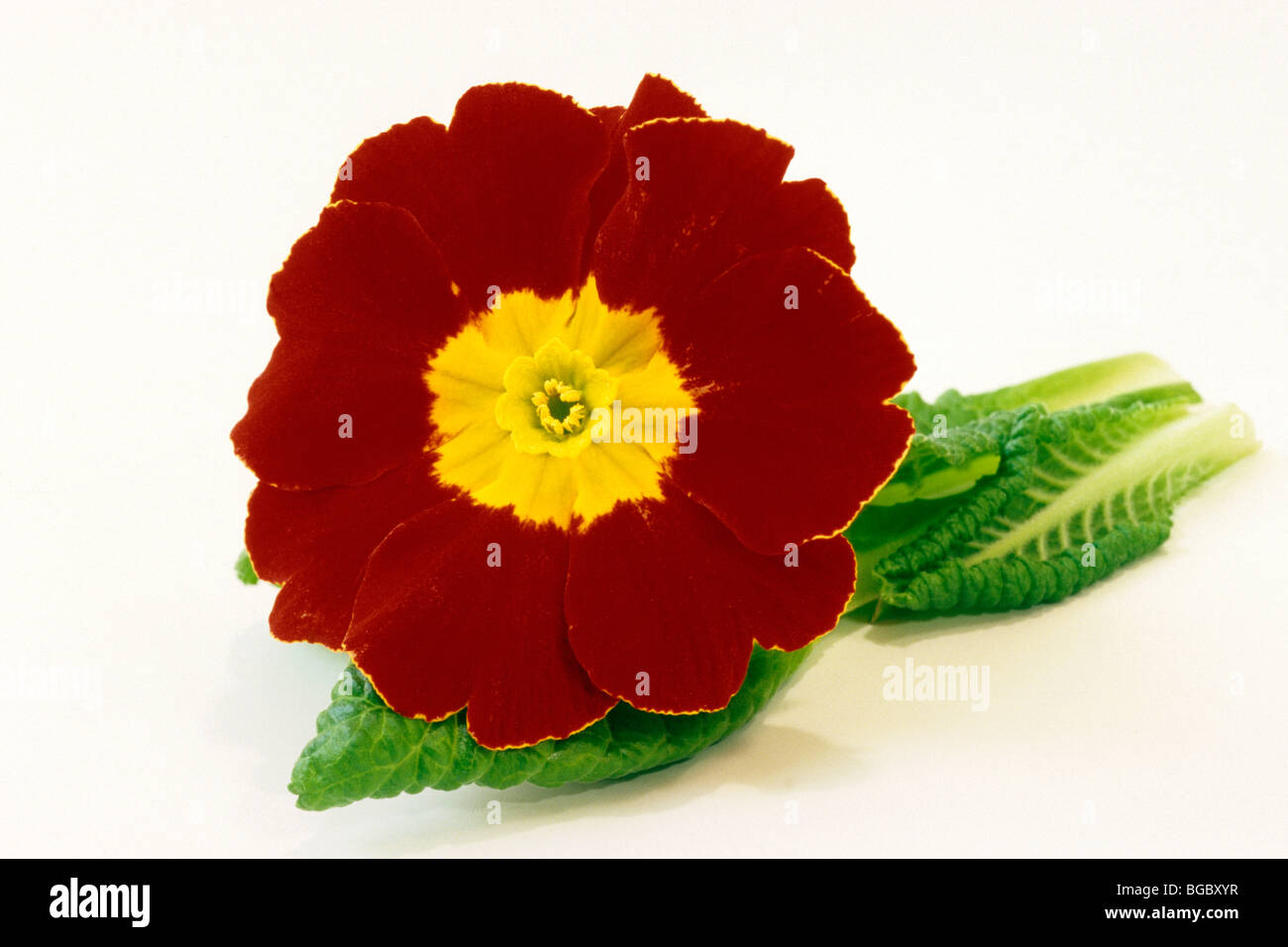 Garden Primrose (Primula acaulis-Hybrid, Primula vulgaris-Hybrid), red ...