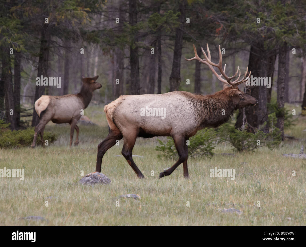 Bull mating with cow hi-res stock photography and images - Alamy