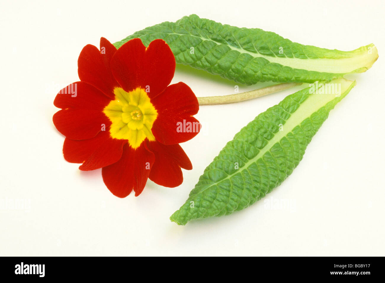 Garden Primrose (Primula acaulis-Hybrid, Primula vulgaris-Hybrid), red ...