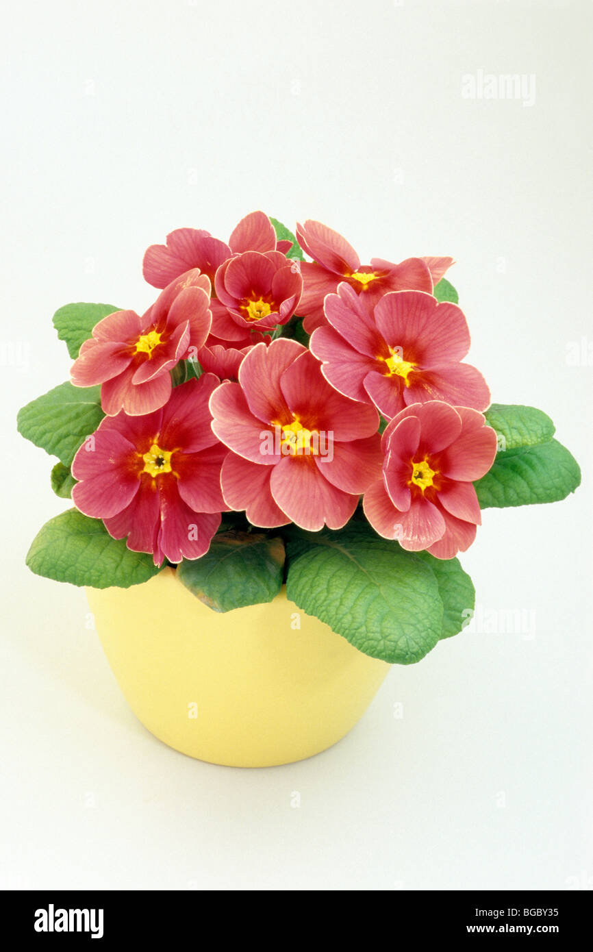 Garden Primrose (Primula acaulis-Hybrid, Primula vulgaris-Hybrid ...