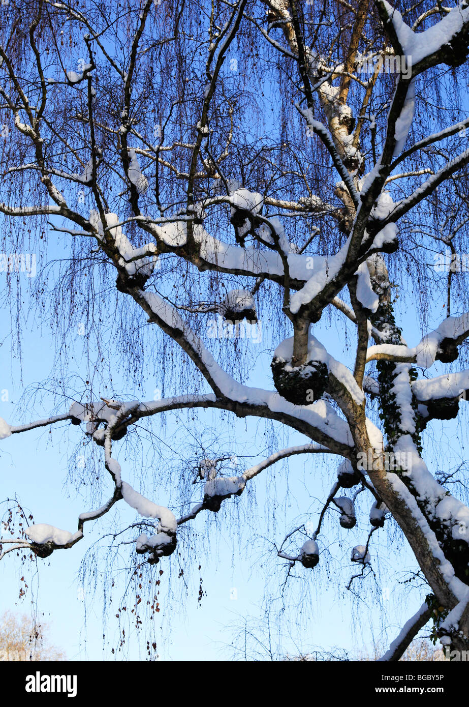 Snow on branches of tree Stock Photo - Alamy