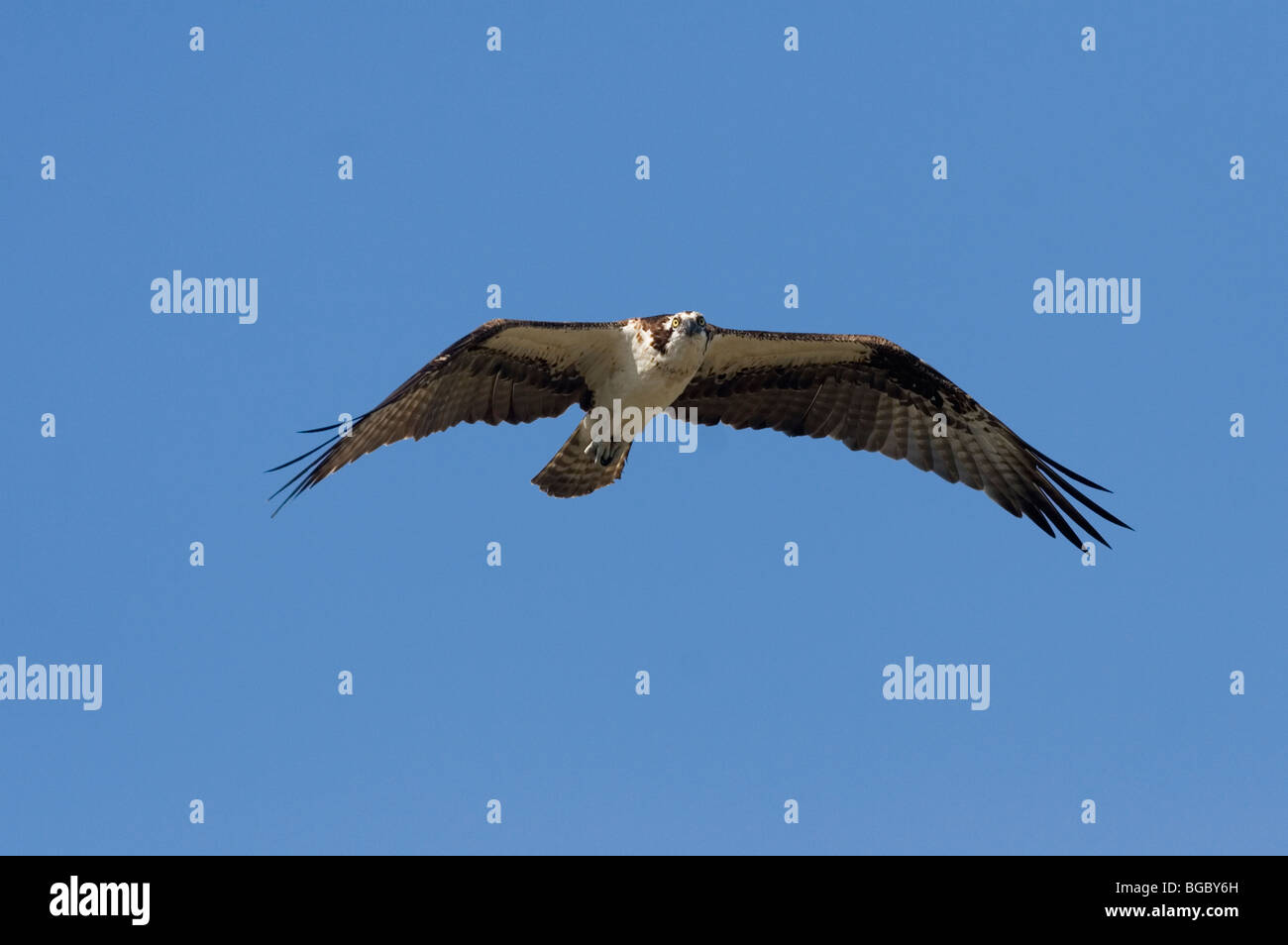 Osprey in flight Stock Photo - Alamy
