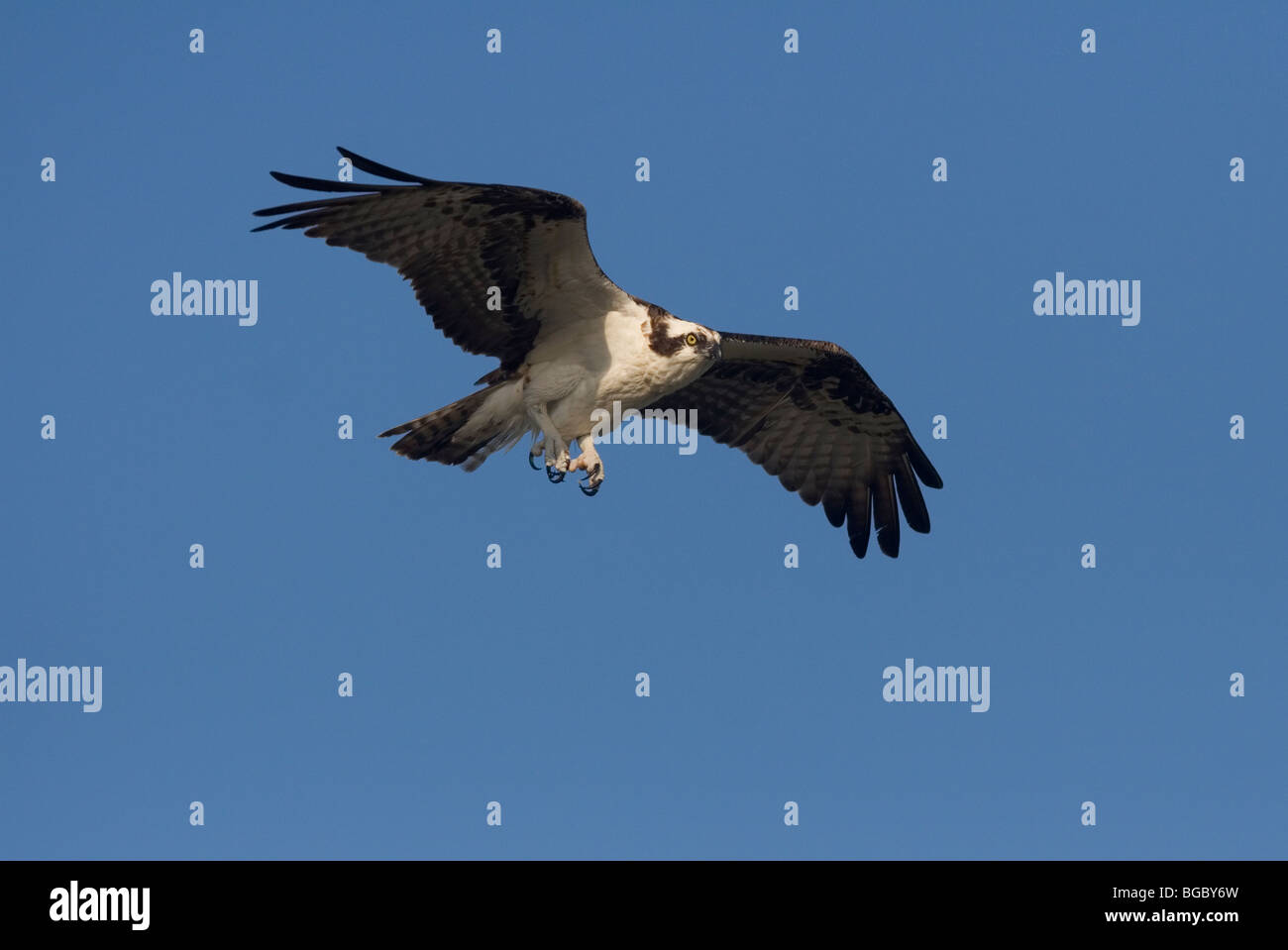 Osprey in flight Stock Photo - Alamy