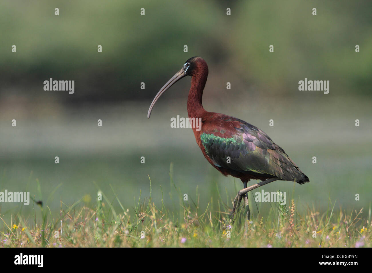 Glossy ibis europe hi-res stock photography and images - Alamy