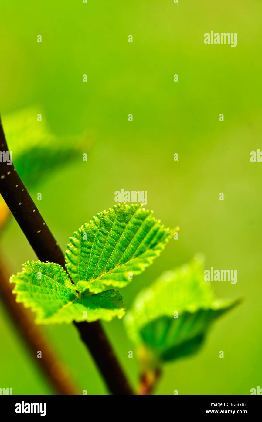 Green spring leaves budding new life in clean environment Stock Photo ...