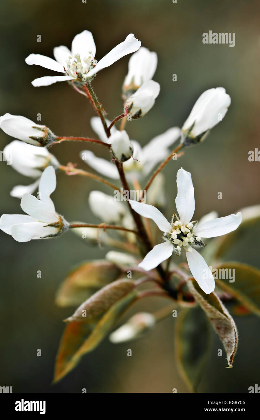 Serviceberry hi-res stock photography and images - Alamy