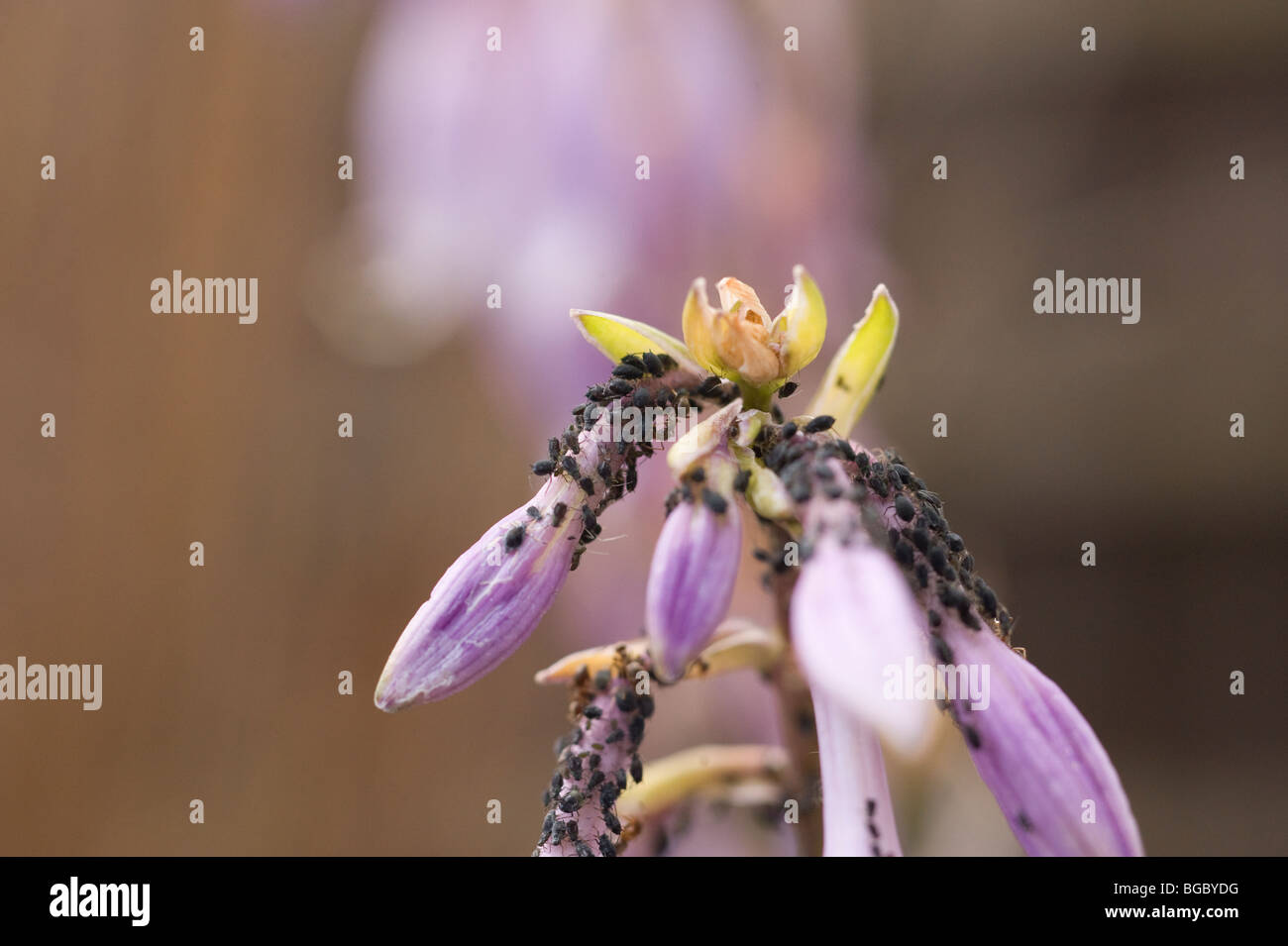 Infestation aphids blackfly hi-res stock photography and images - Alamy