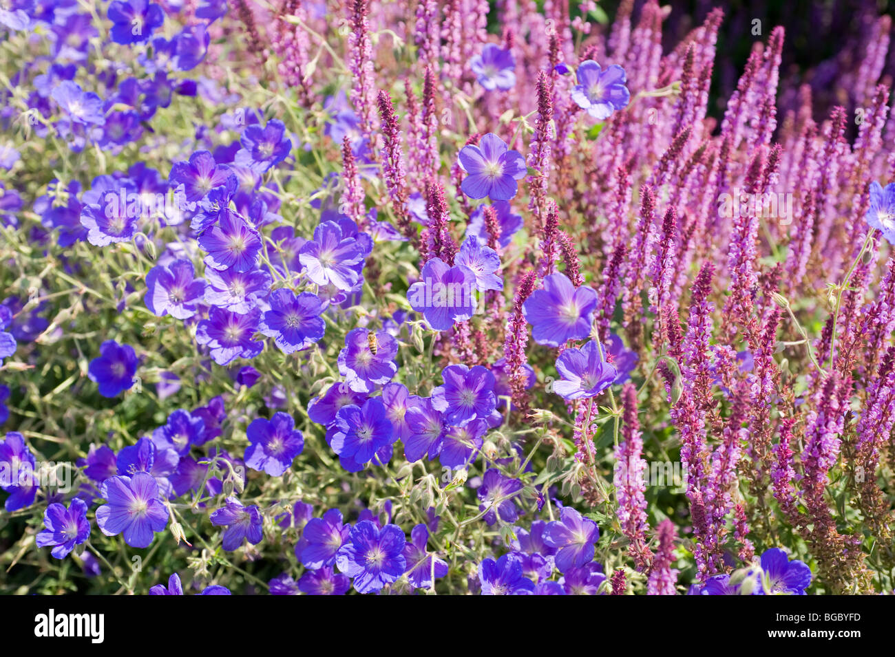 Mixed perennial border of Geranium and Salvia Stock Photo - Alamy