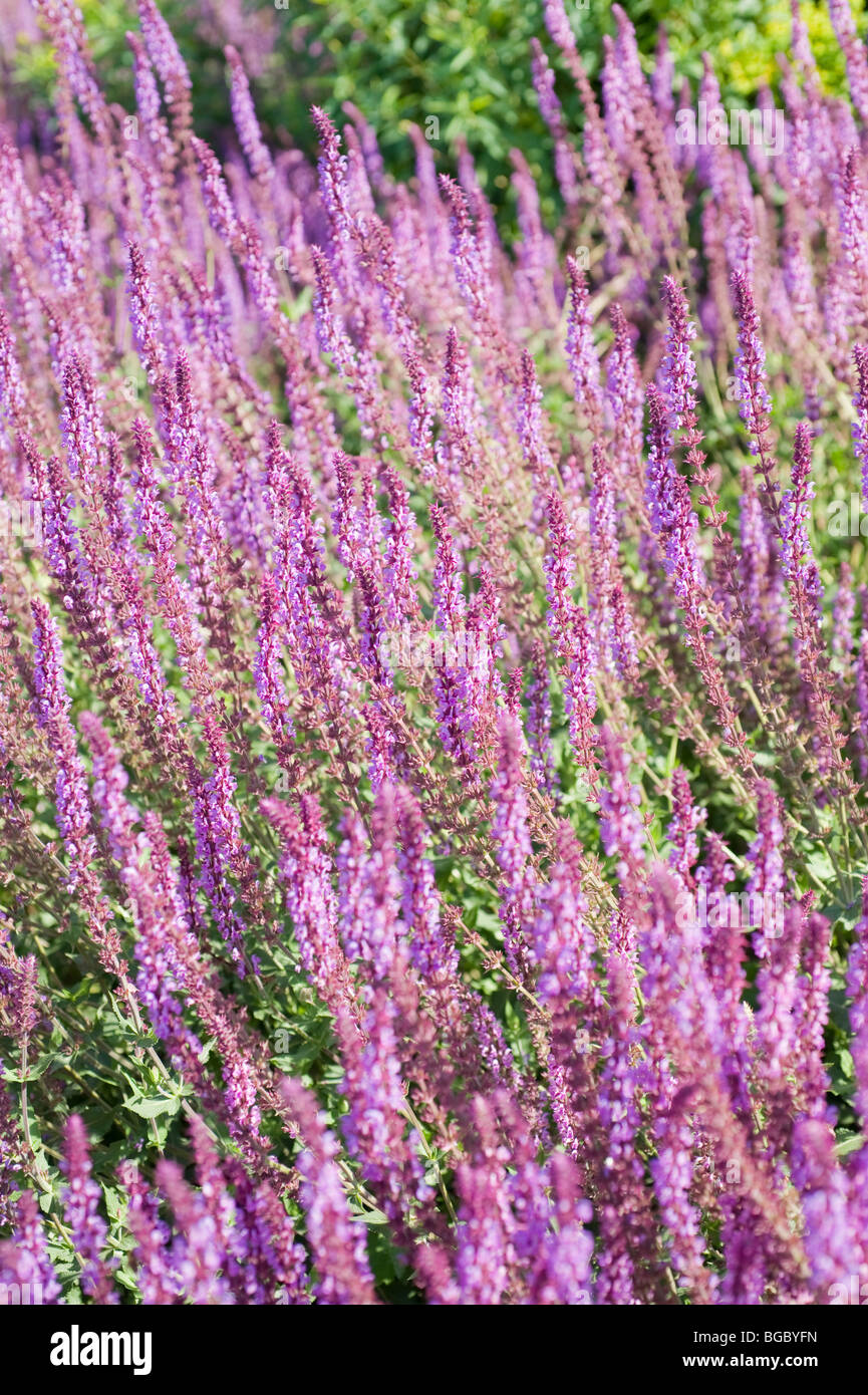 Perennial border of Salvia Stock Photo - Alamy