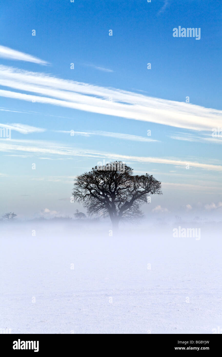 SNOW SCENE OF A FIELD, WITH TREES AND LOW LYING MIST COVERING THE ...