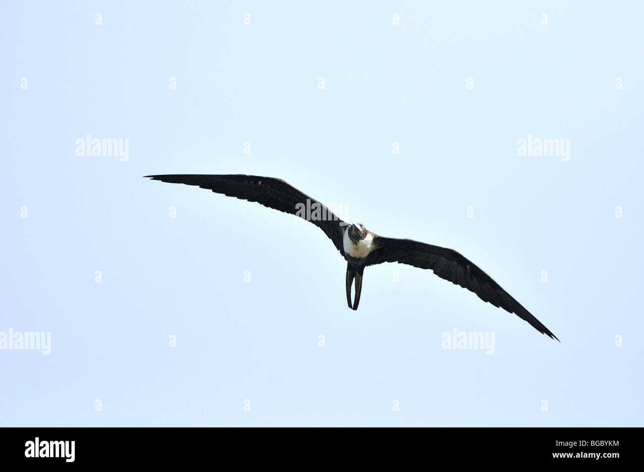 Frigatebird bird hi-res stock photography and images - Alamy