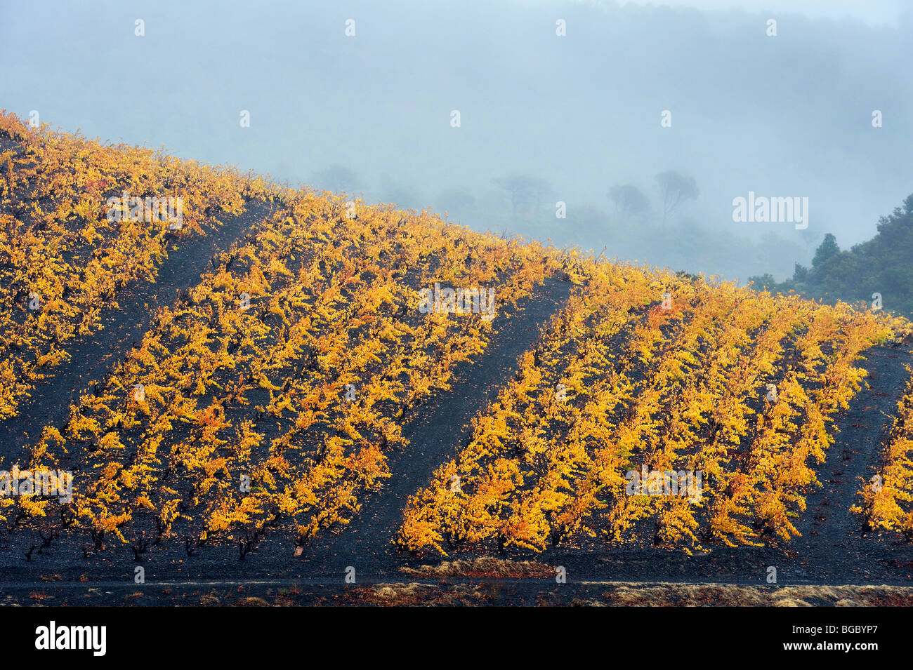Languedoc vineyards hi-res stock photography and images - Alamy