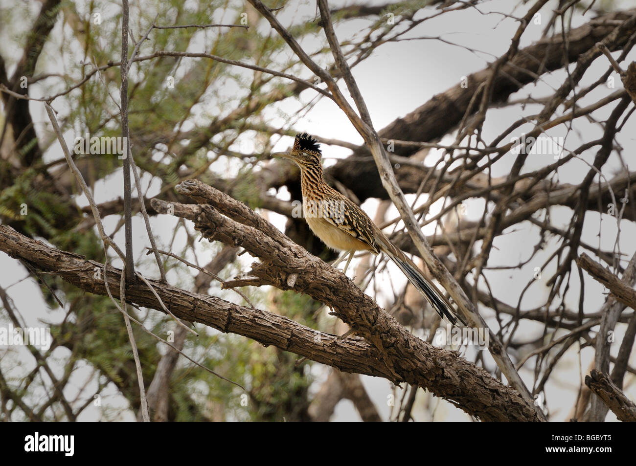 Roadrunner perched in a tree, Big Bend National Park Stock Photo - Alamy