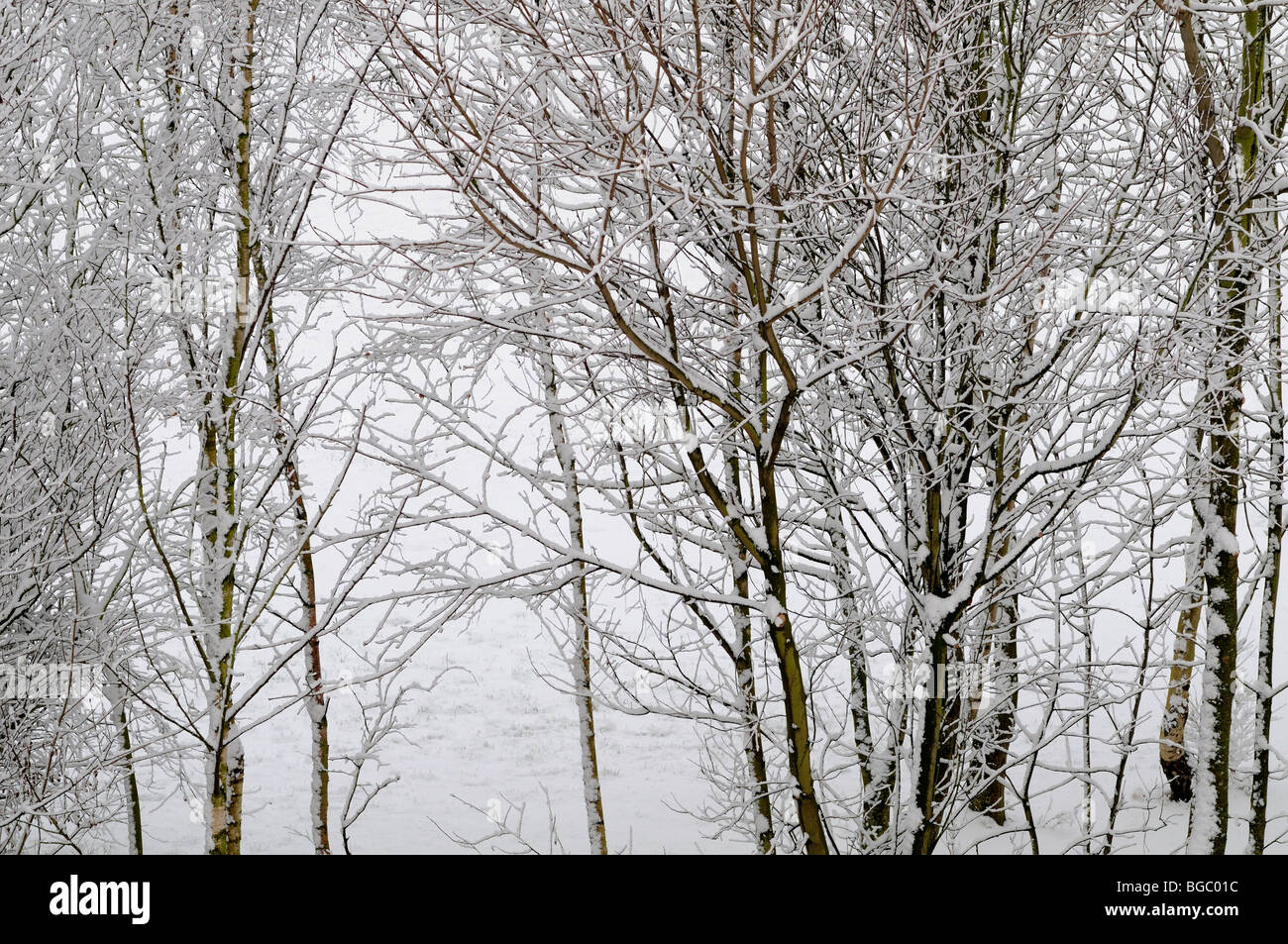trees in snow Stock Photo - Alamy