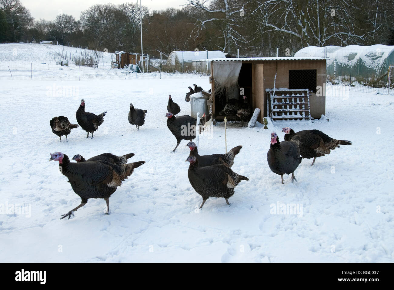 Kelly bronze hi-res stock photography and images - Alamy