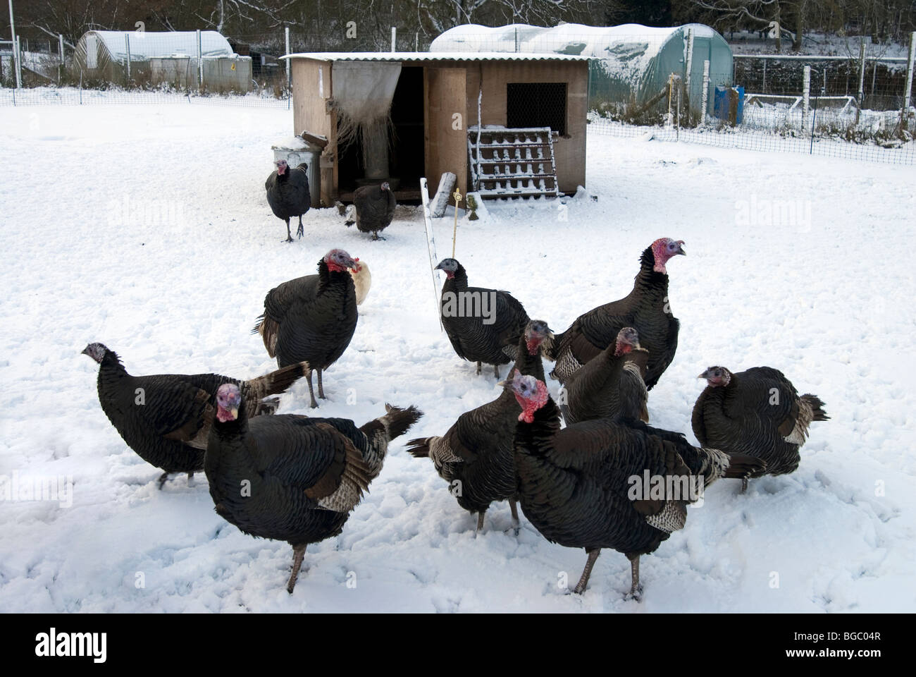 Kelly Bronze Turkeys in the snow just before Christmas Stock Photo - Alamy