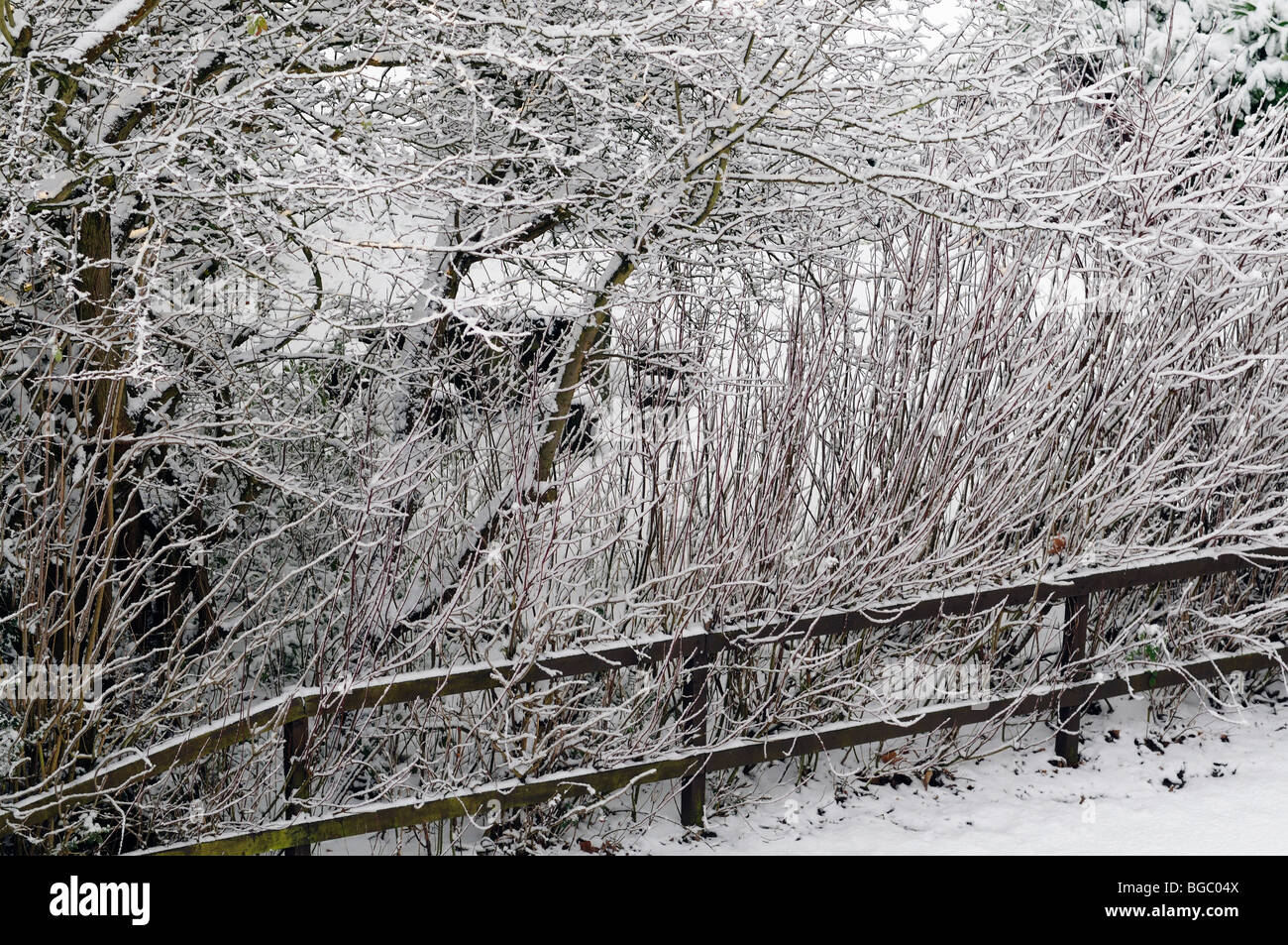 Winter hedgerow hi-res stock photography and images - Alamy