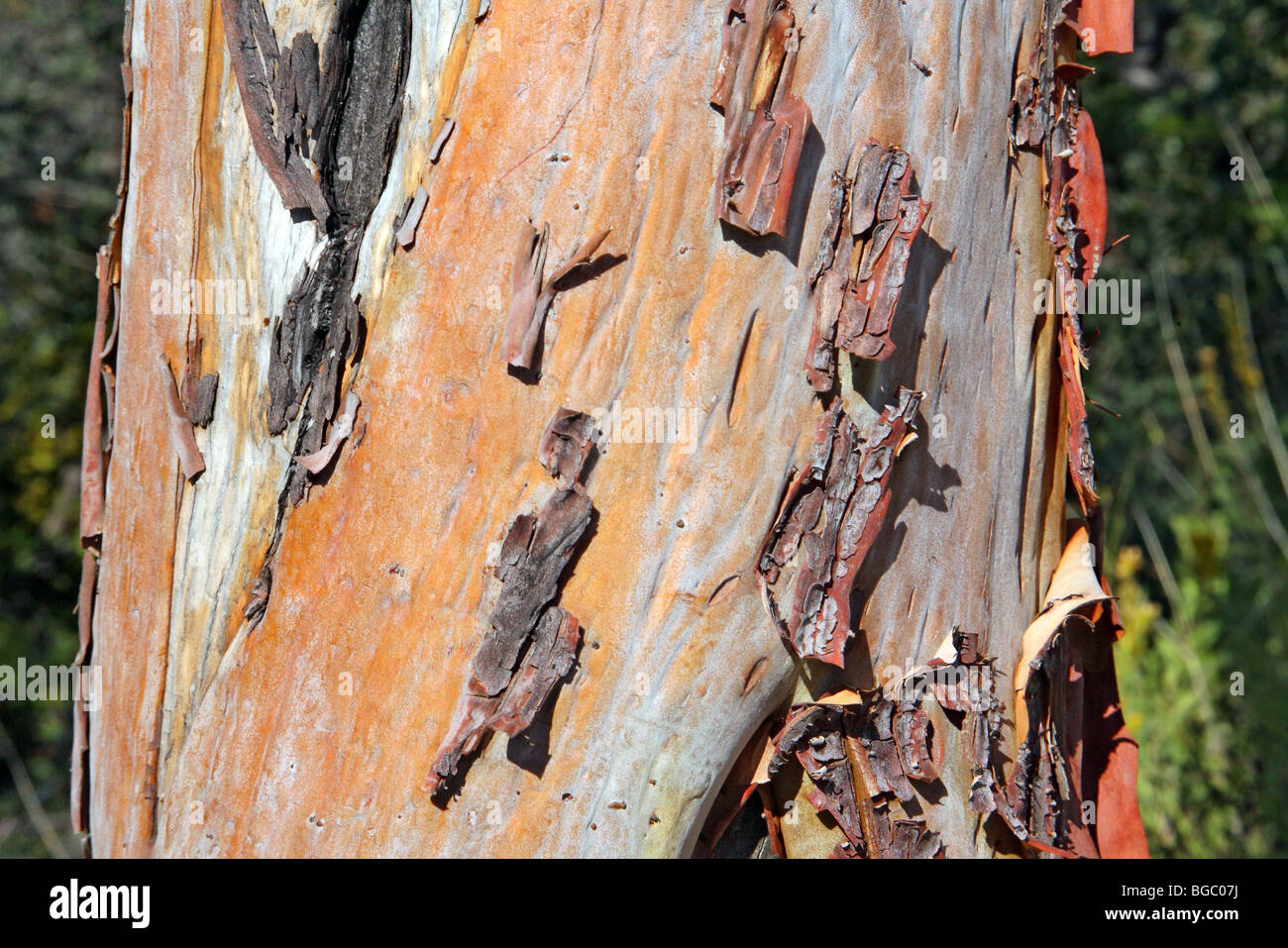 Texas Madrone bark Stock Photo - Alamy