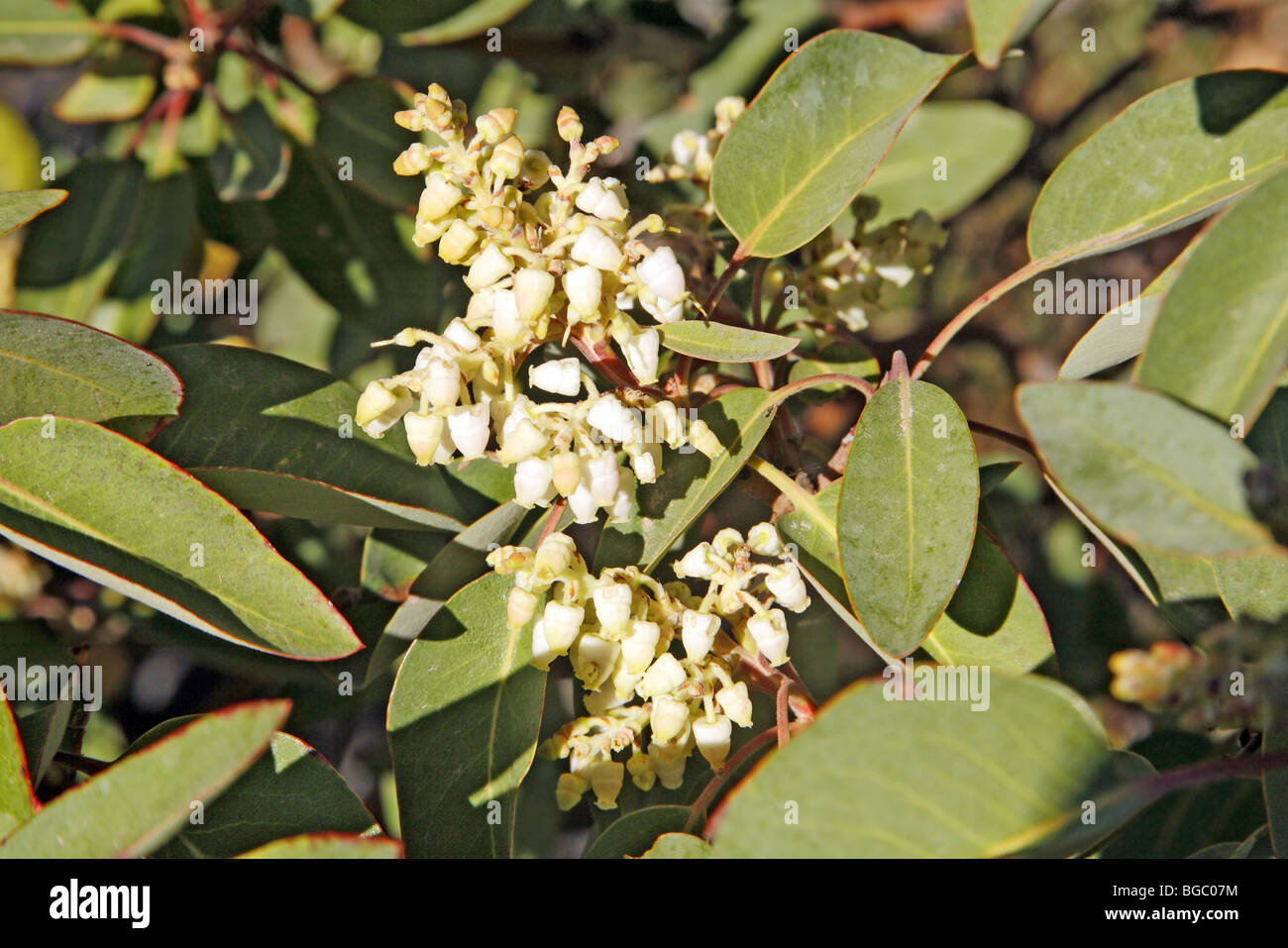 Texas Madrone flowers Stock Photo - Alamy