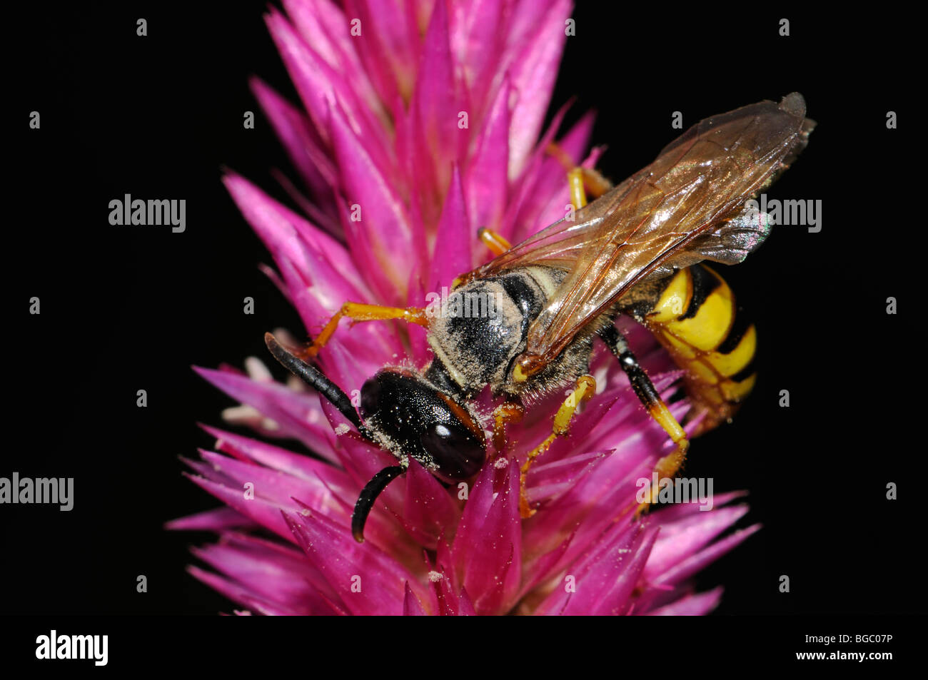 Bee-Killing Wasp (Philanthus triangulum) Croatia, August Stock Photo ...