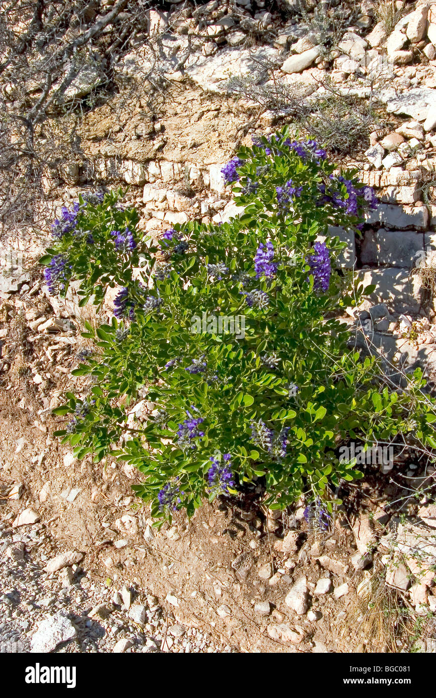 Texas Mountain Laurel or Mescal Bean Stock Photo - Alamy