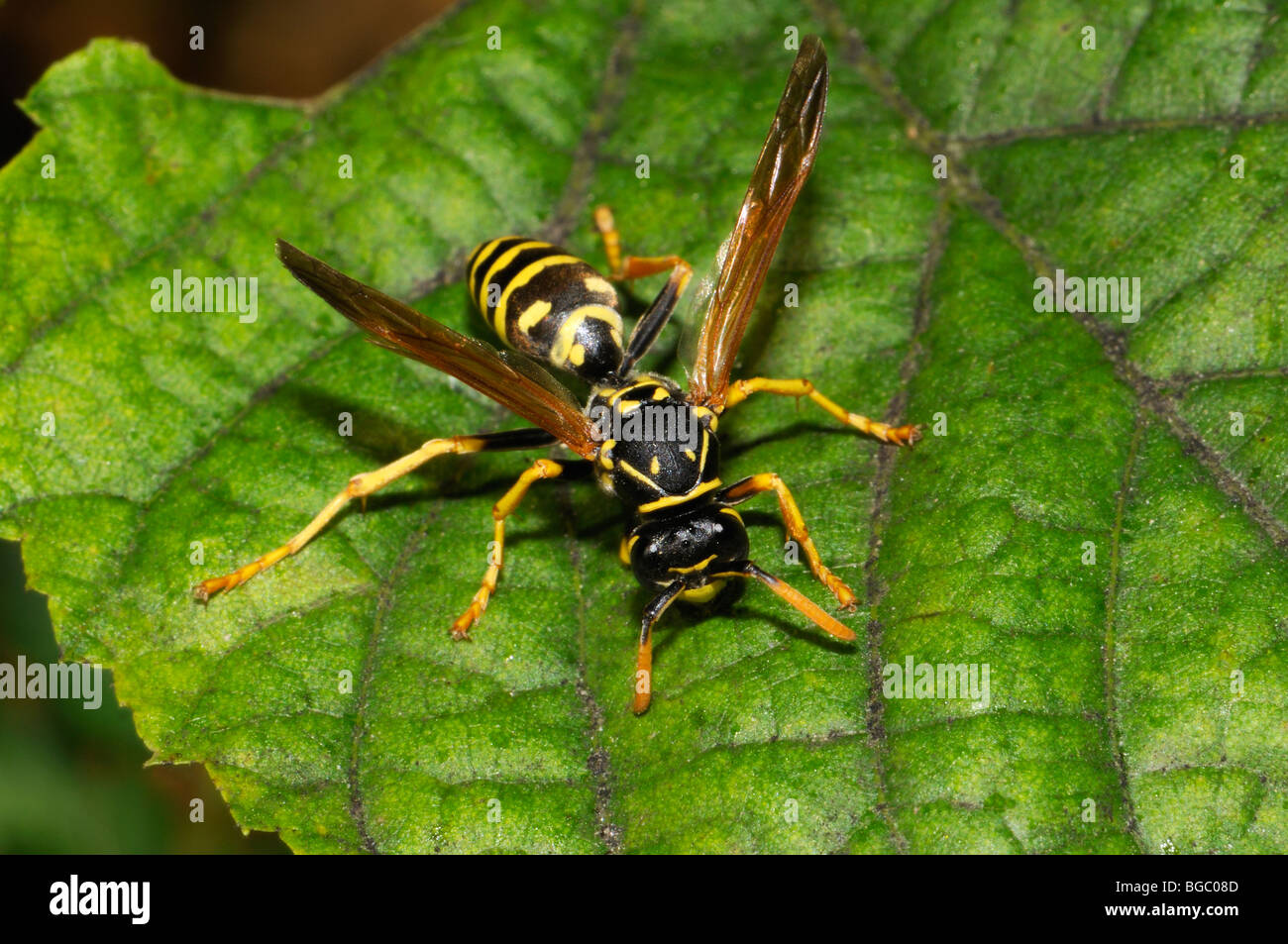 Polistes dominulus hi-res stock photography and images - Alamy