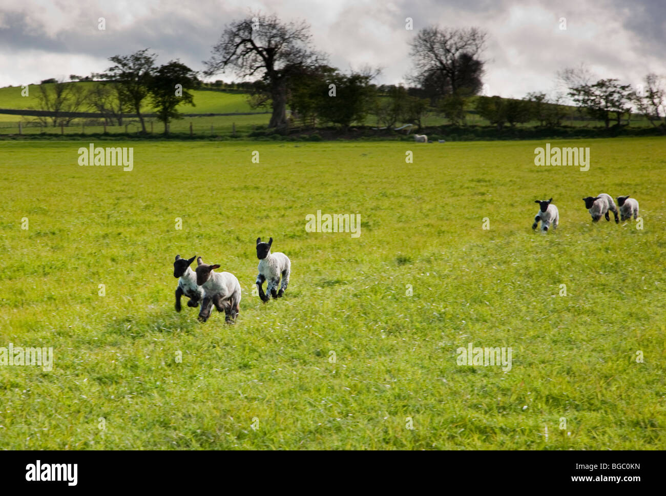 Sheep running in meadow; Northumberland, England Stock Photo - Alamy
