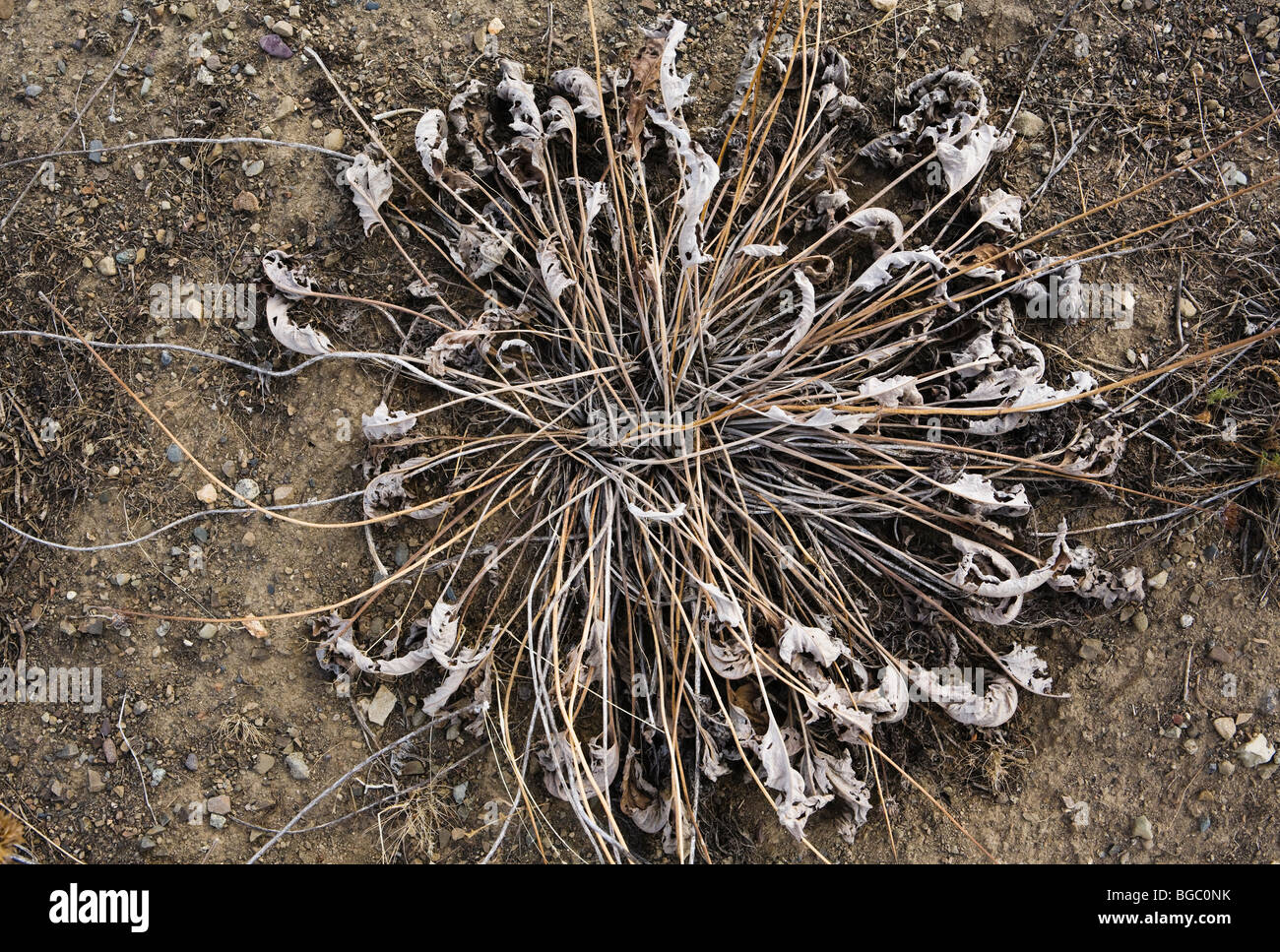 Dried Out And Dead High Resolution Stock Photography and Images - Alamy