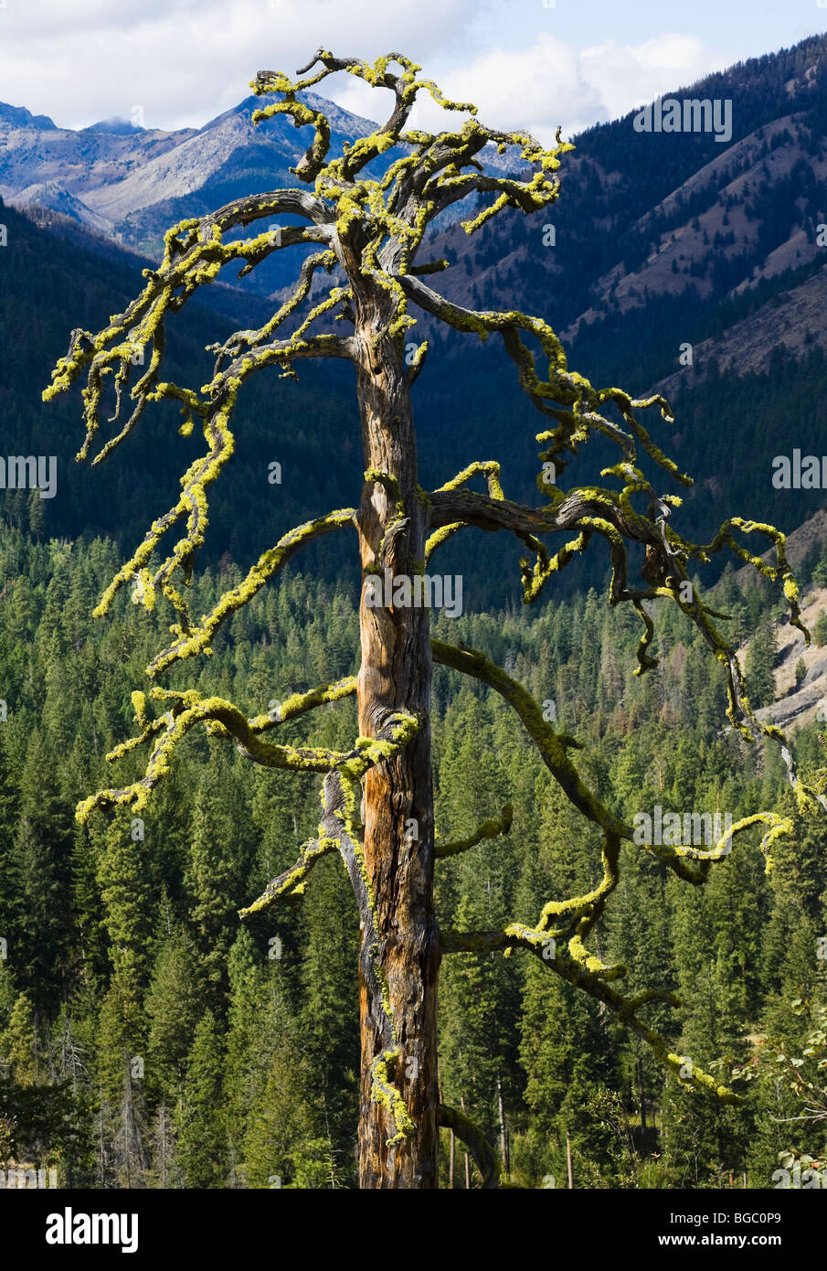 An old snag with lichen growing on its branches. Near Sun Mountain ...
