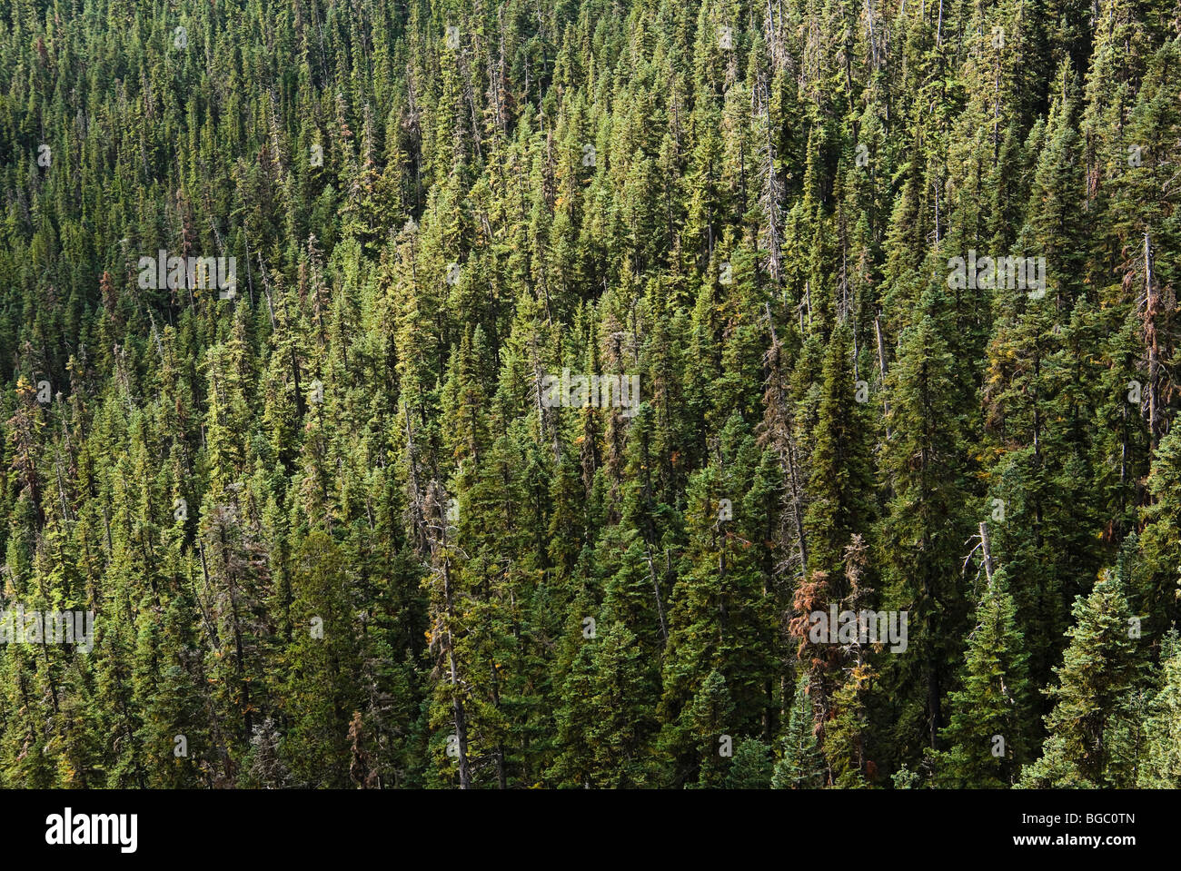 Coniferous sub alpine forest near Washington Pass in the North Cascades ...