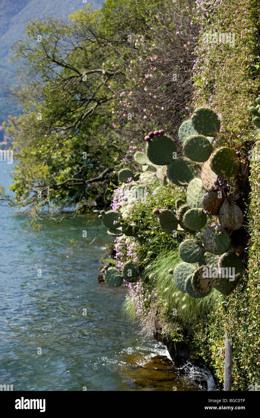 Europe, Italy, Piemonte, Maggiore Lake, Madre island, cactus, flowers ...