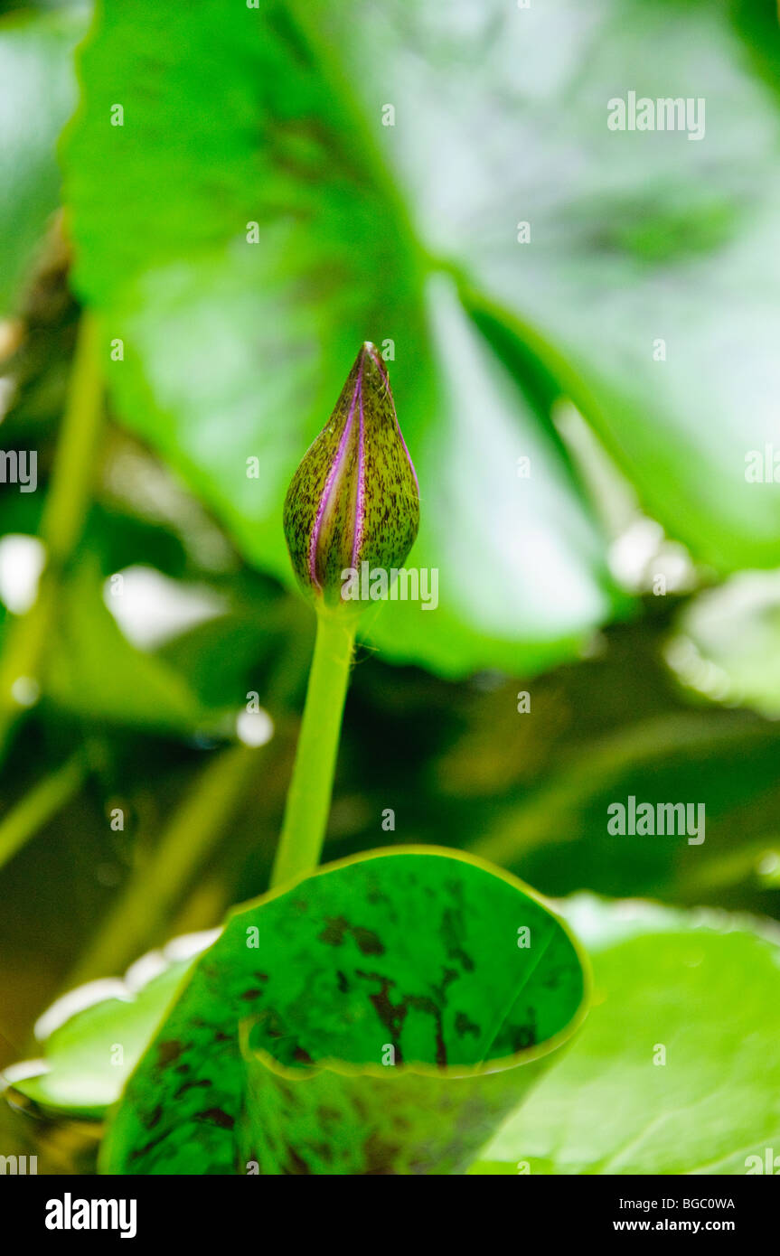 Lotus flower bud Stock Photo - Alamy